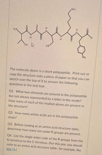 The molecule above is a short polypeptide | StudyX