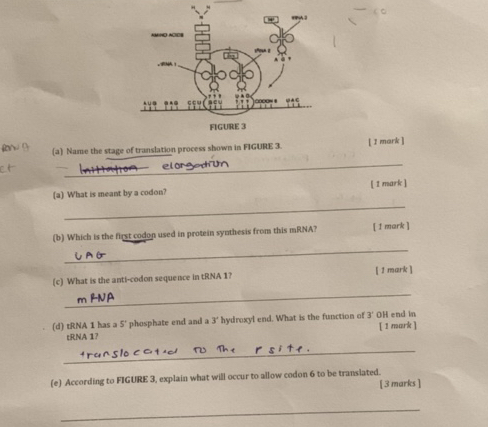 FIGURE 3 (a) Name the stage of translation | StudyX