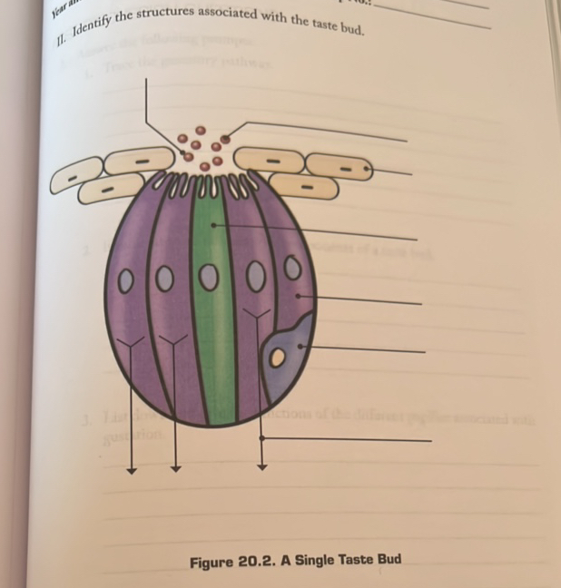 Identify the structures associated with the | StudyX