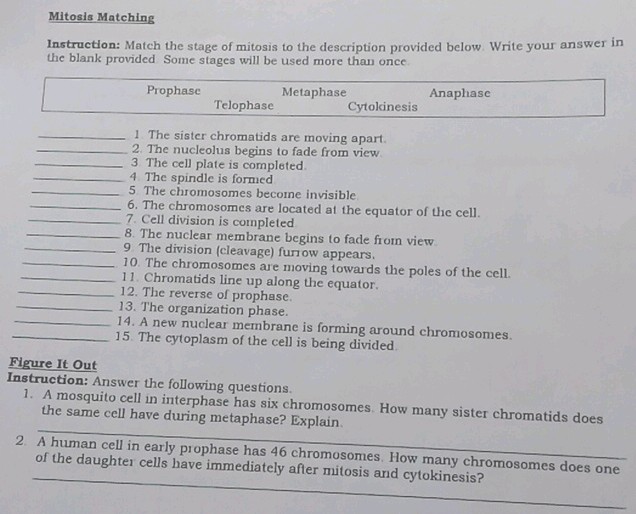 Mitosis Matching Instruction Match the stage | StudyX