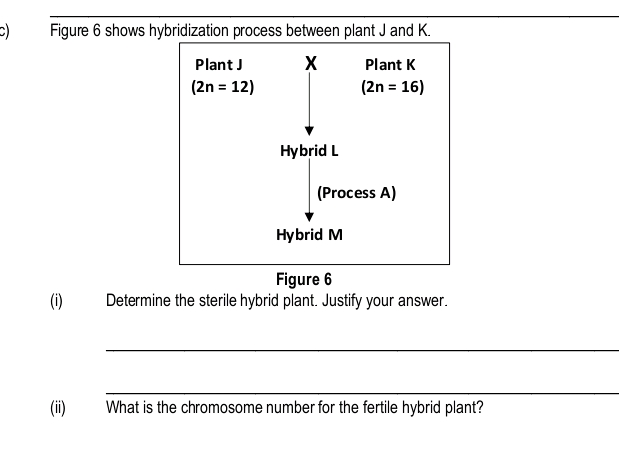 Figure 6 shows hybridization process between | StudyX