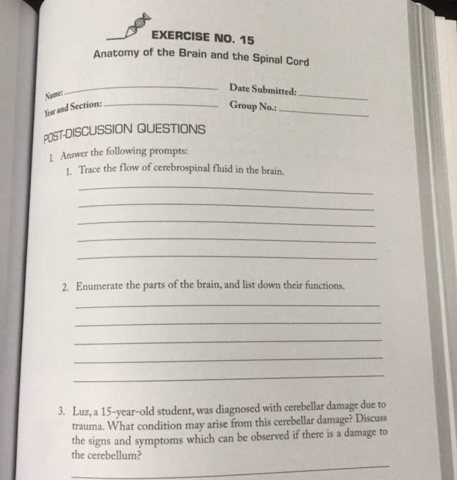 EXERCISE NO 15 Anatomy of the Brain and the | StudyX