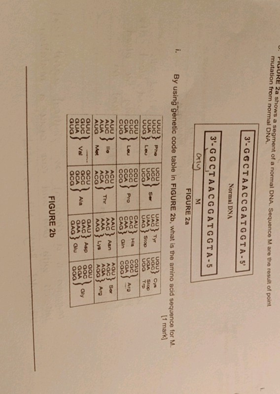 2a shows a segment of a normal DNA Sequence | StudyX