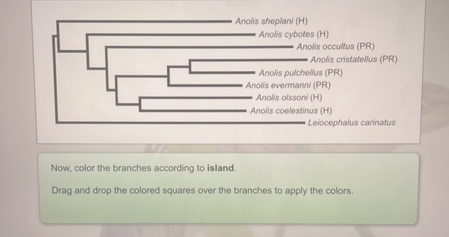Anolis sheplani (H) Now color the branches | StudyX