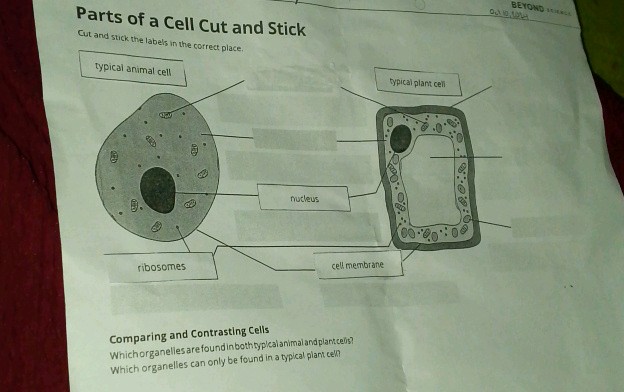BEYONb itikest Parts of a Cell Cut and | StudyX