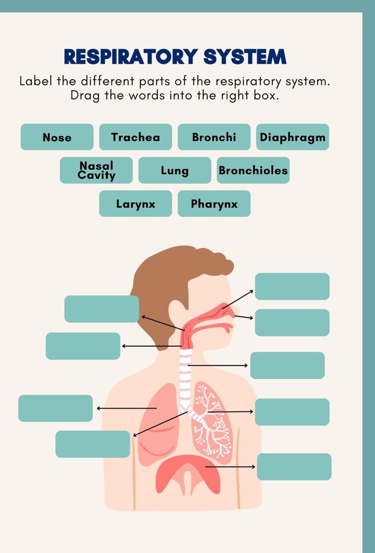 RESPIRATORY SYSTEM Label the different parts | StudyX