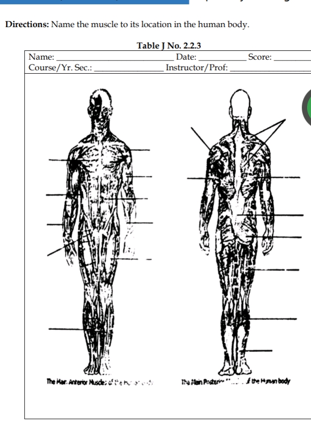 Directions Name the muscle to its location | StudyX