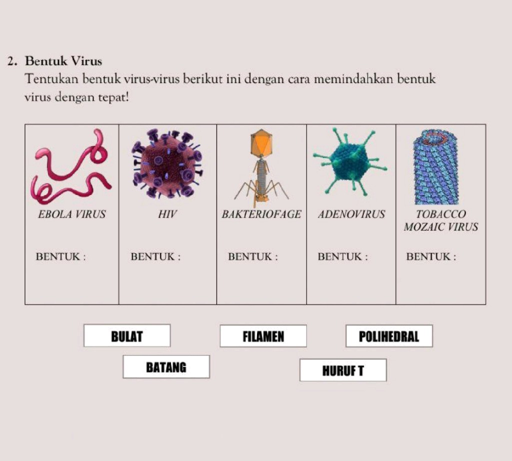 2 Bentuk Virus Tentukan bentuk virus-virus | StudyX