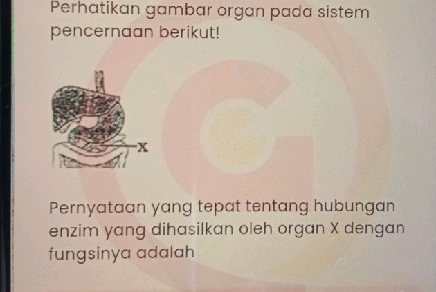 Perhatikan gambar organ pada sistem | StudyX