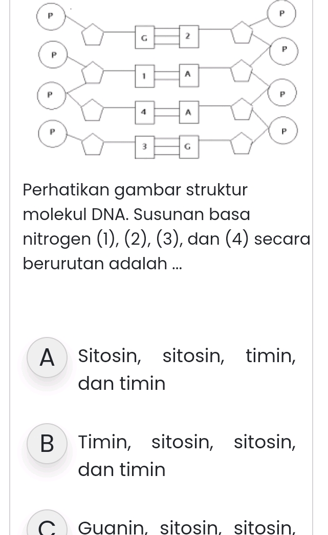 Perhatikan gambar struktur molekul DNA