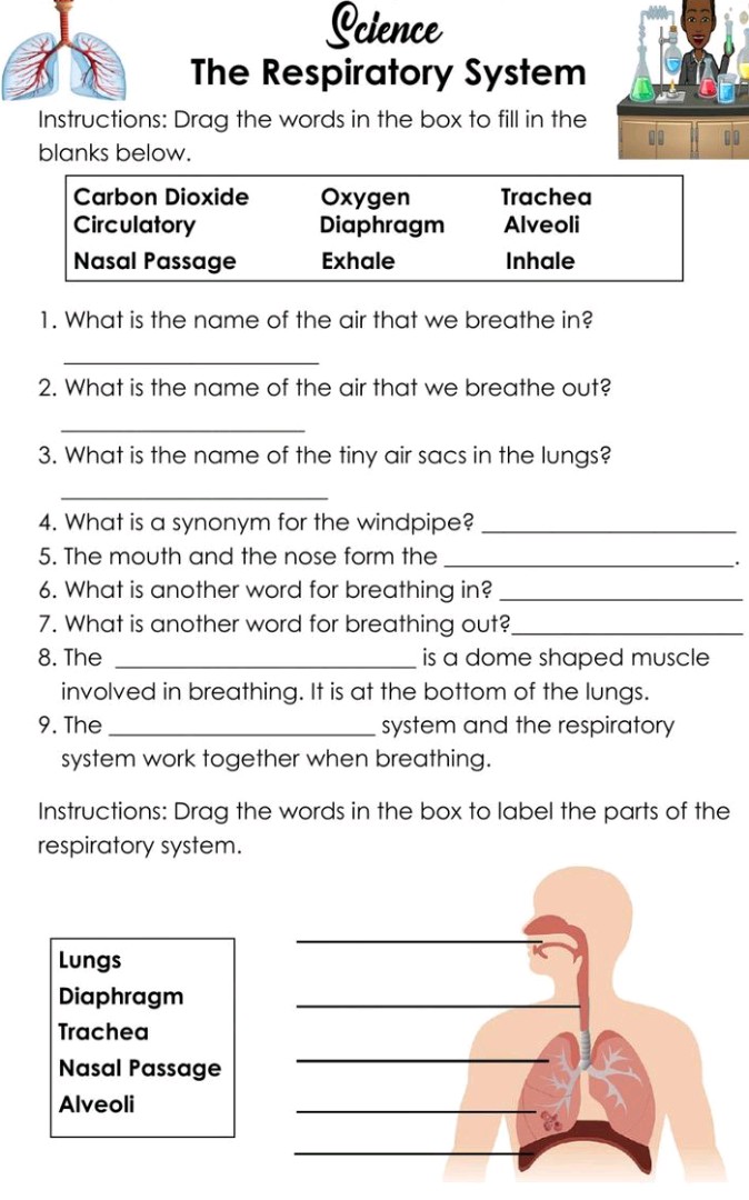 Science The Respiratory System Instructions | StudyX