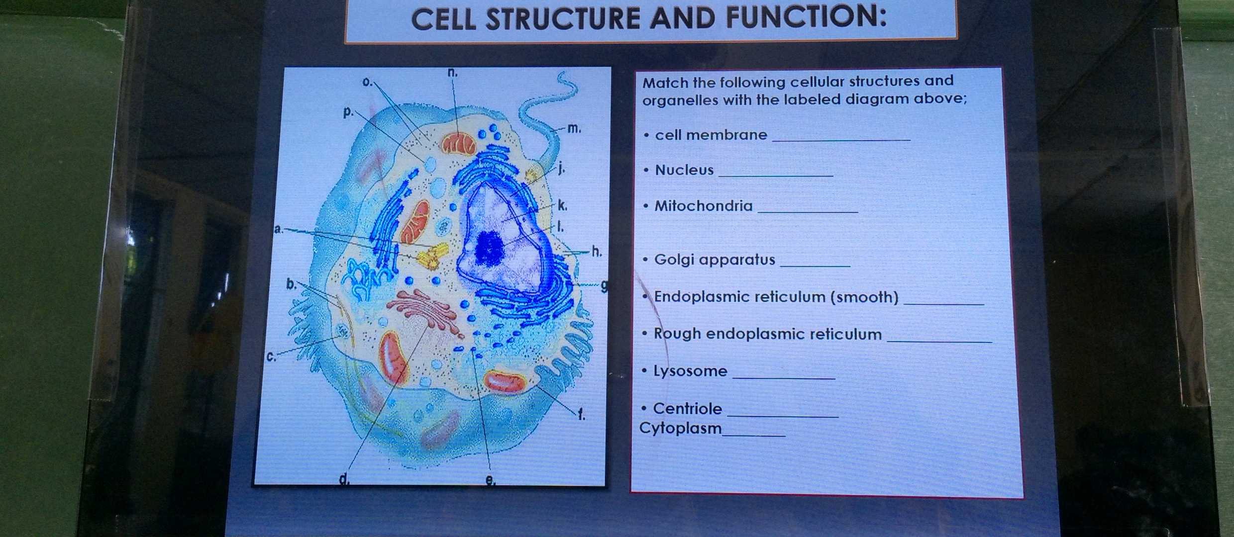 CELL STRUCTURE AND FUNCTION Match the | StudyX